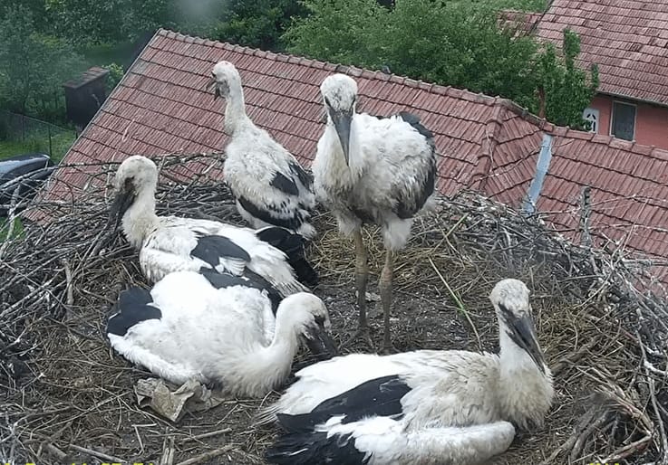 Magyar madár: március 15-én jön és augusztus 20-án távozik a gólya ...